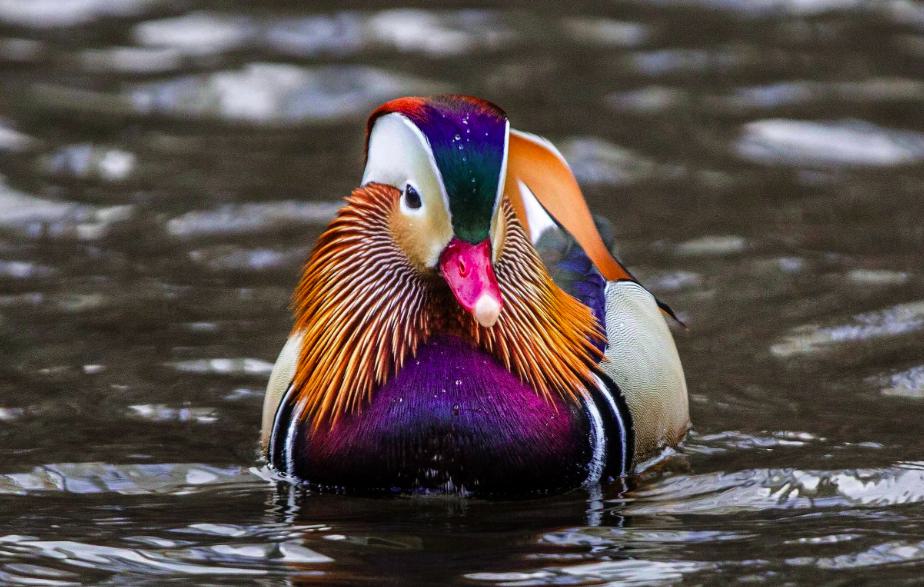 Bebek Mandarin Feng Shui: Definisi, Prinsip, Manfaat, Penerapan
